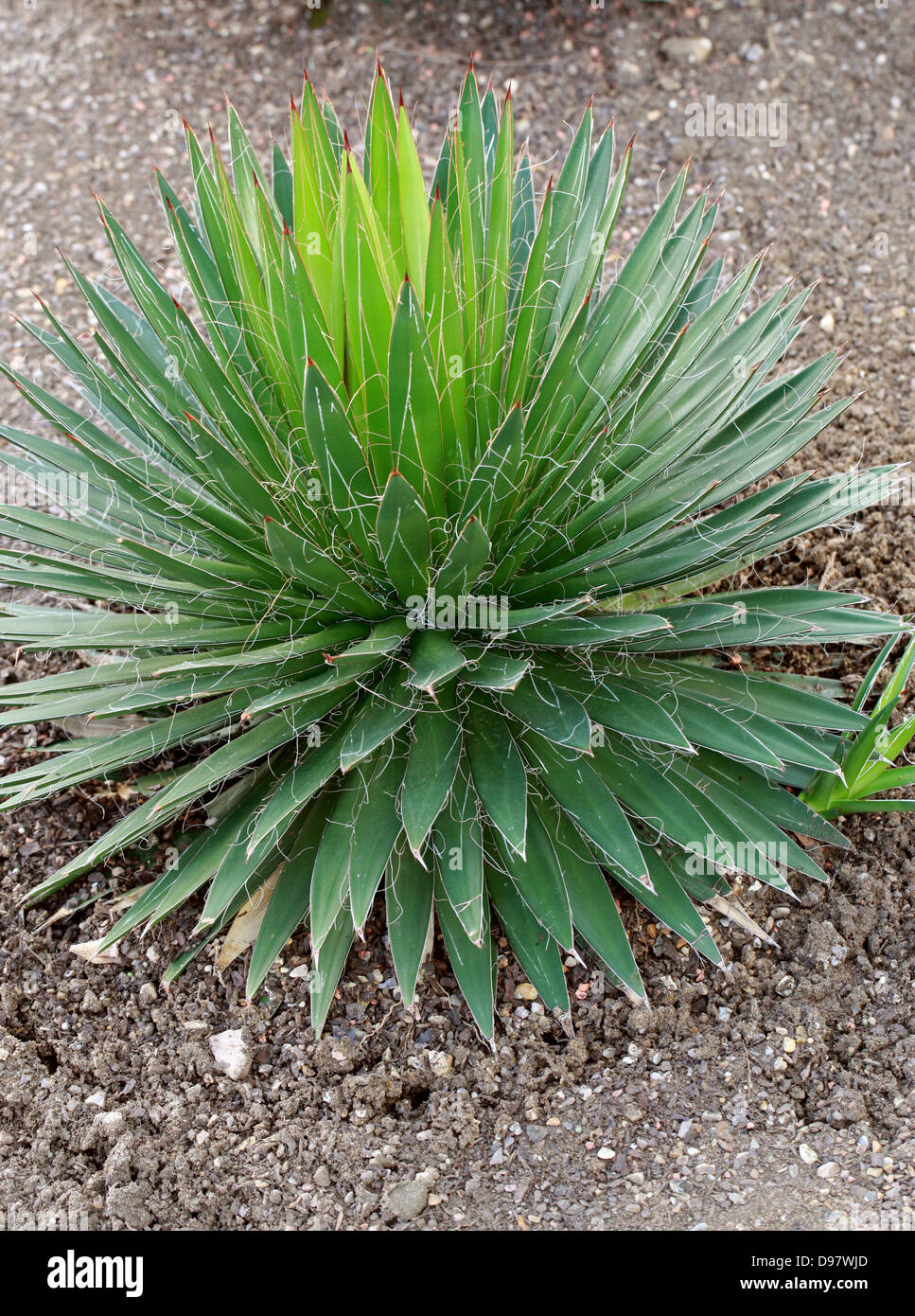 Agave filifera hi-res stock photography and images - Alamy