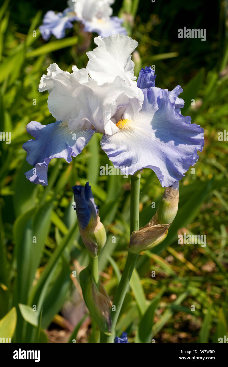 Rise flowers hi-res stock photography and images - Alamy