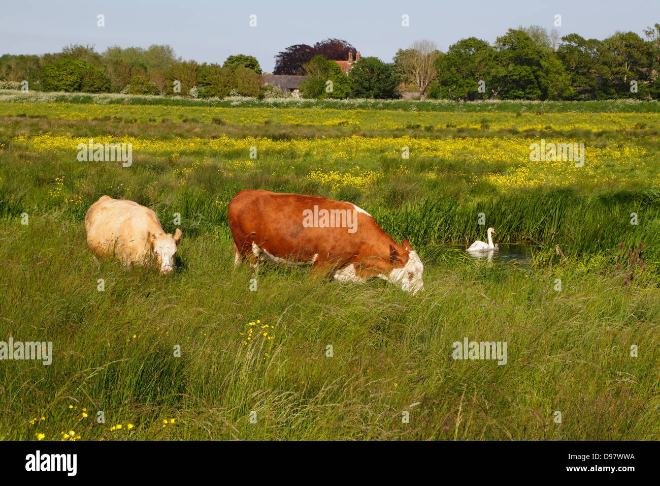 Sussex cows hi-res stock photography and images - Alamy