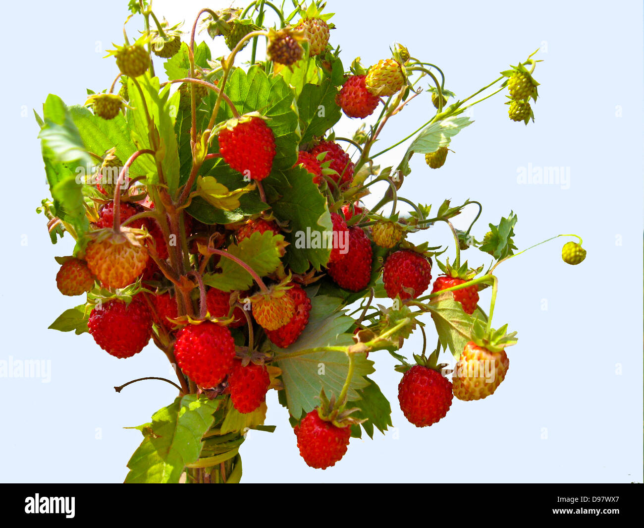 Strawberry stalk hi-res stock photography and images - Alamy