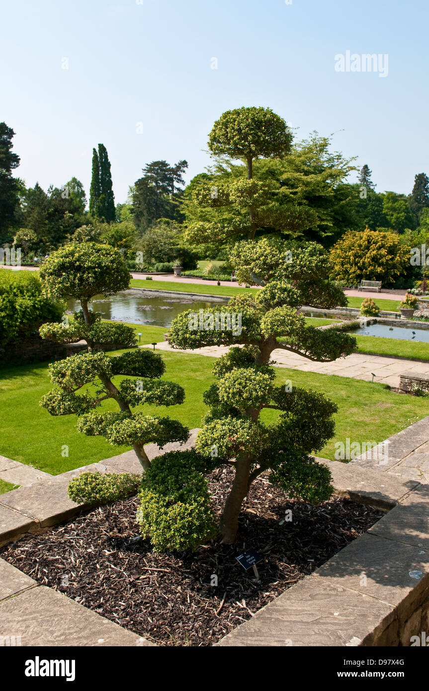 English holly topiary hi-res stock photography and images - Alamy