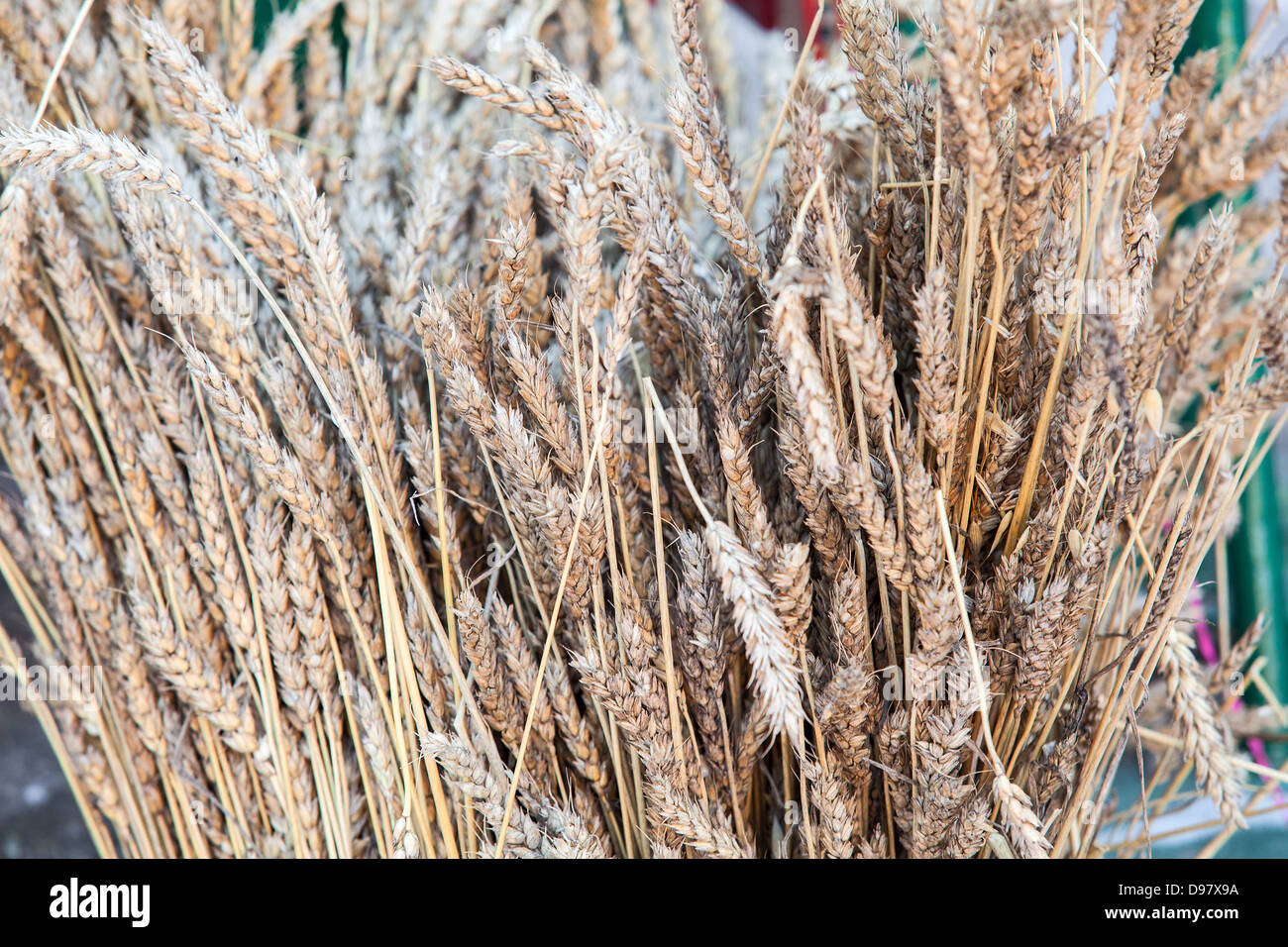 Close up of dried stalks of wheat. Background Stock Photo - Alamy
