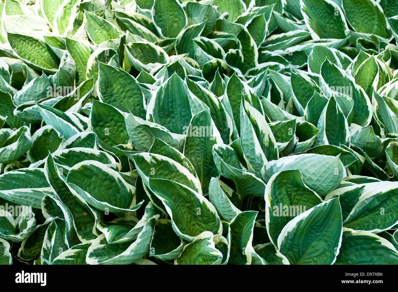 Variegated hosta leaves hi-res stock photography and images - Alamy