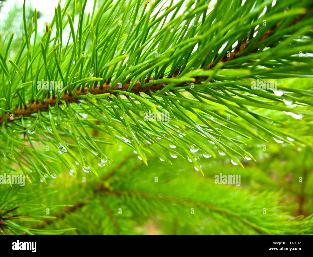 The image of branches of a young pine with water drops Stock Photo - Alamy