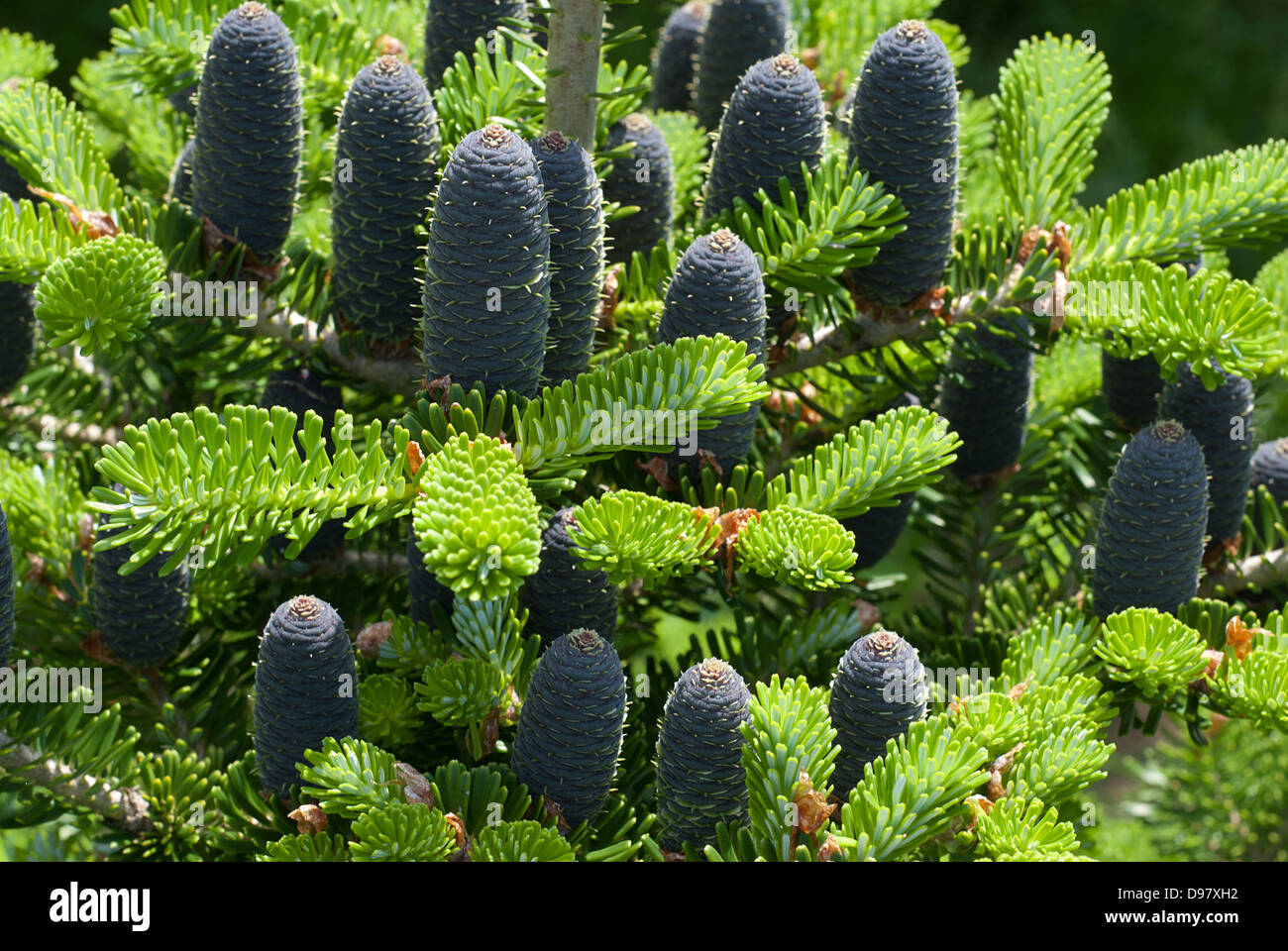 Young cones on tree hi-res stock photography and images - Alamy