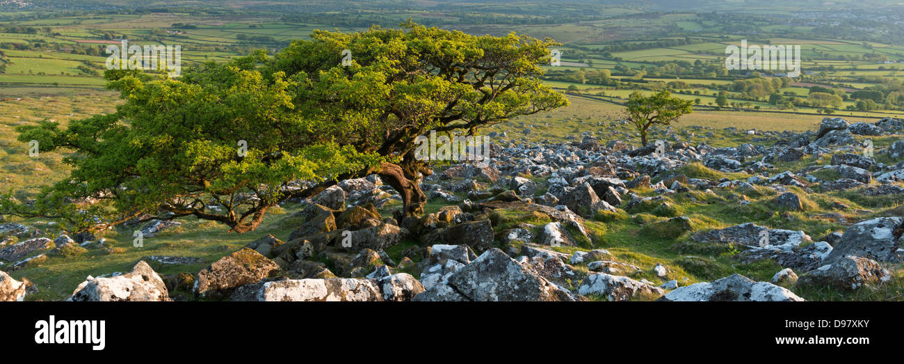 English Hawthorn Tree High Resolution Stock Photography and Images - Alamy