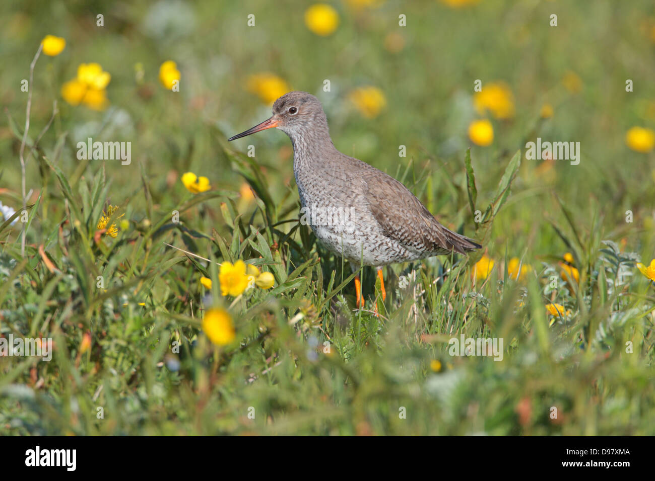 Adult Common Redshank Tringa totanus in breeding plumage in a field of ...