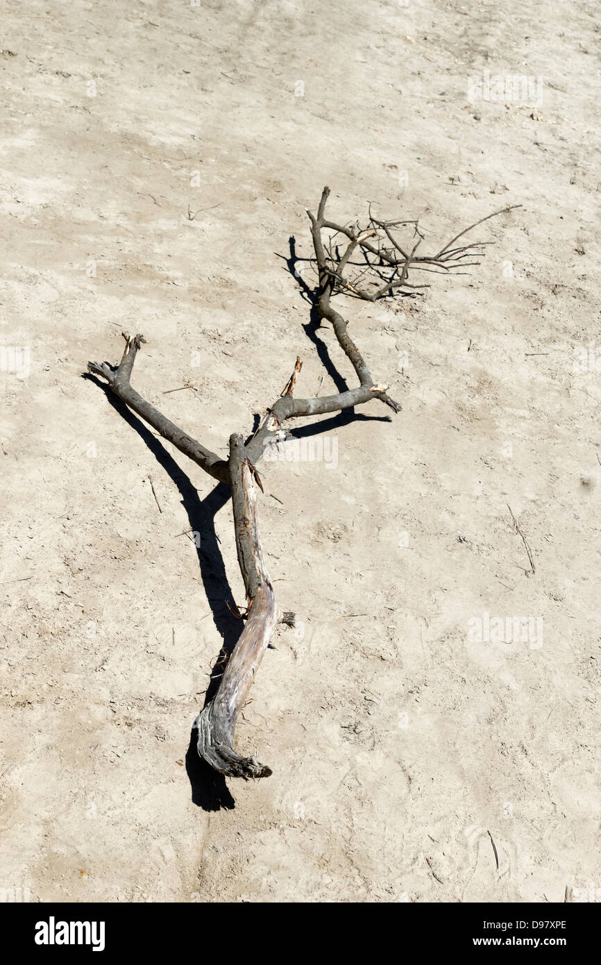 Dead branch on parched dry arid ground Stock Photo - Alamy