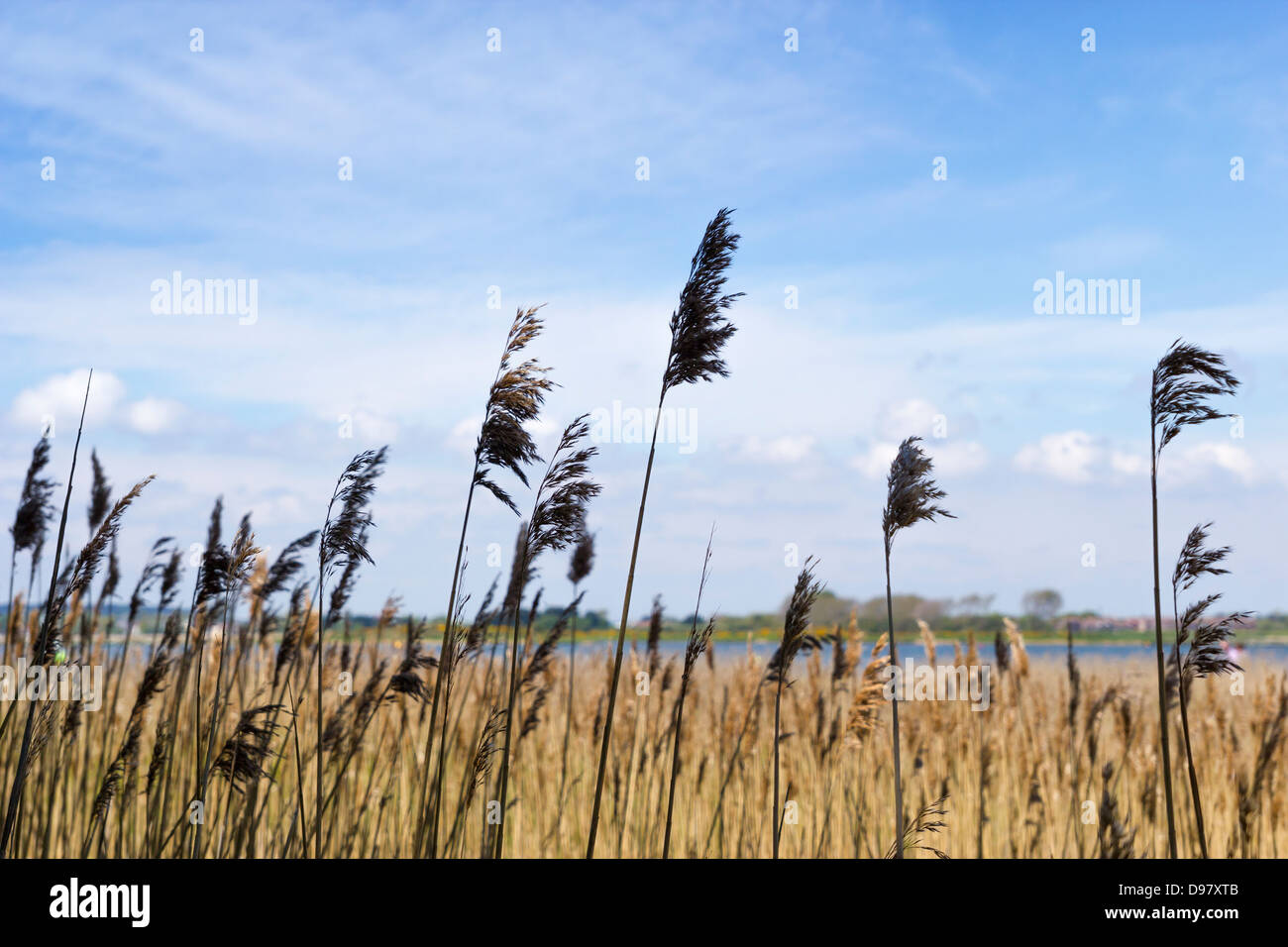 Wild reeds grasses in silhouette with marsh wetland and Christchurch ...