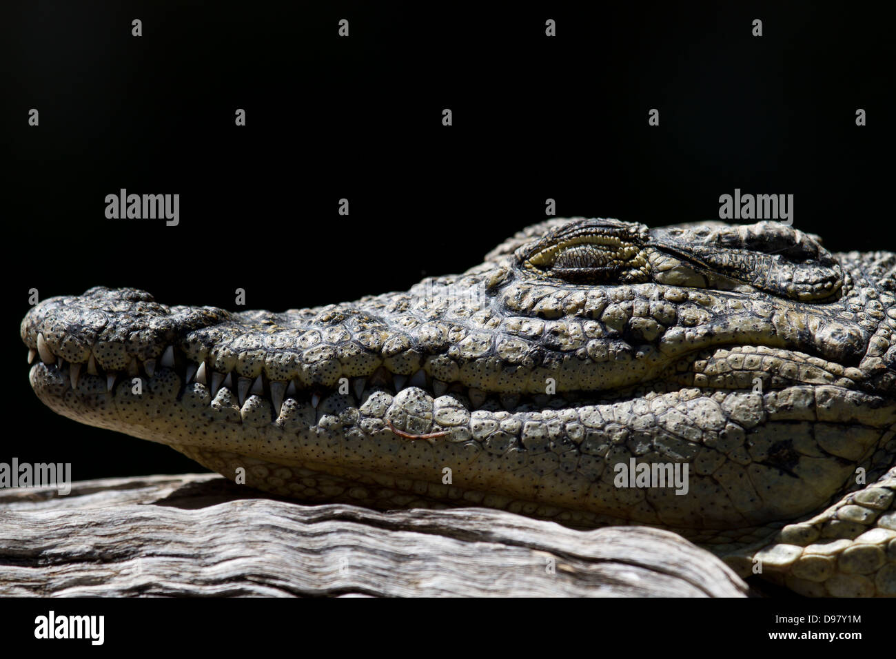 Sleeping Crocodile High Resolution Stock Photography and Images - Alamy