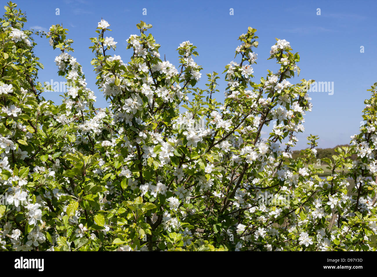 Wild Spring blossom on flowering bush in British countryside in ...
