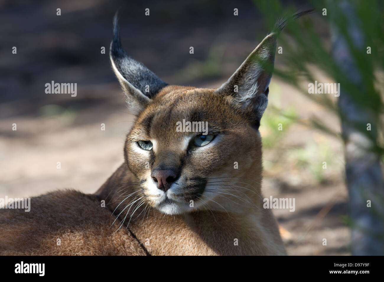 Caracal caracal hunting hi-res stock photography and images - Alamy