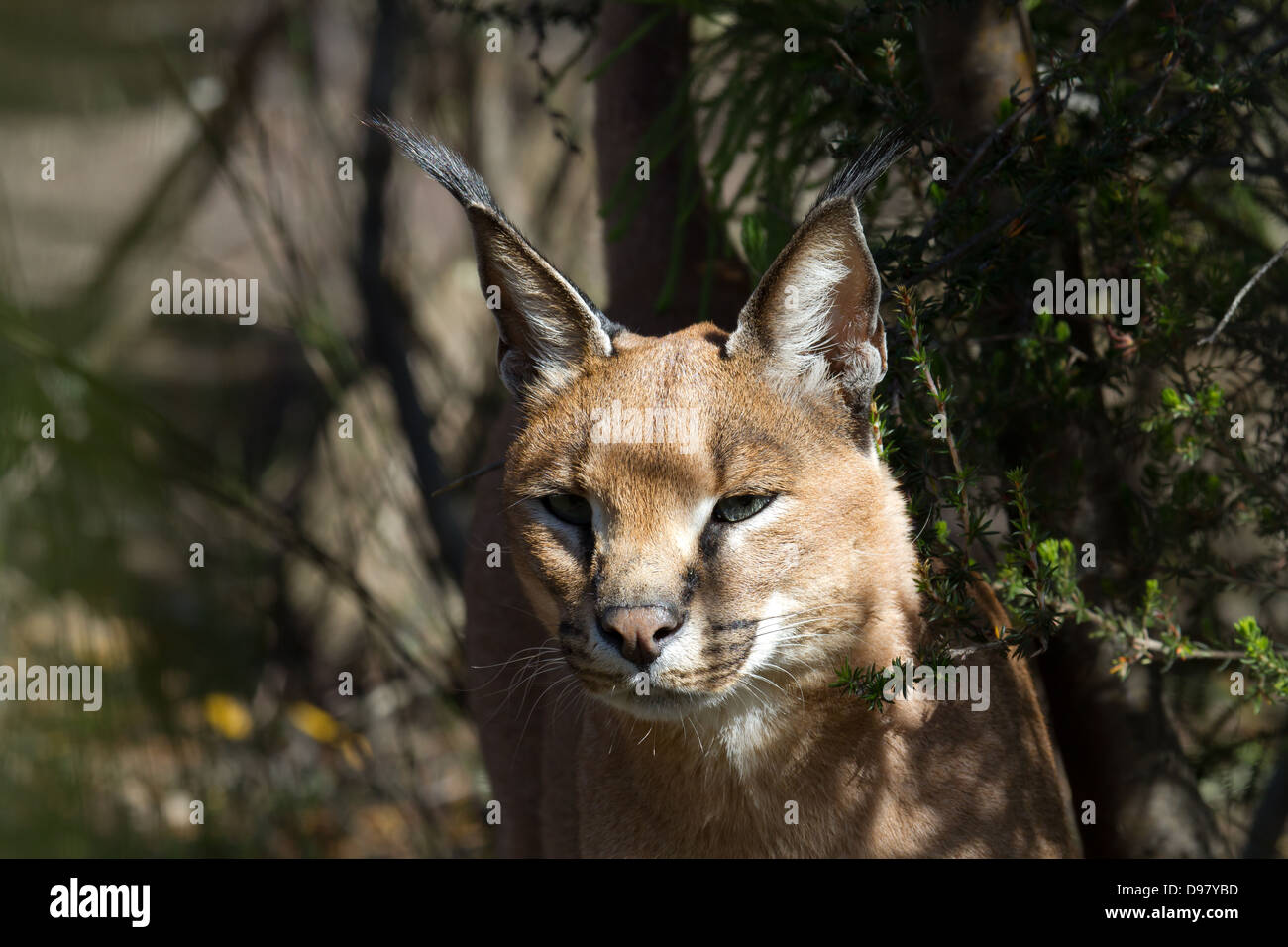 Caracal caracal hunting hi-res stock photography and images - Alamy