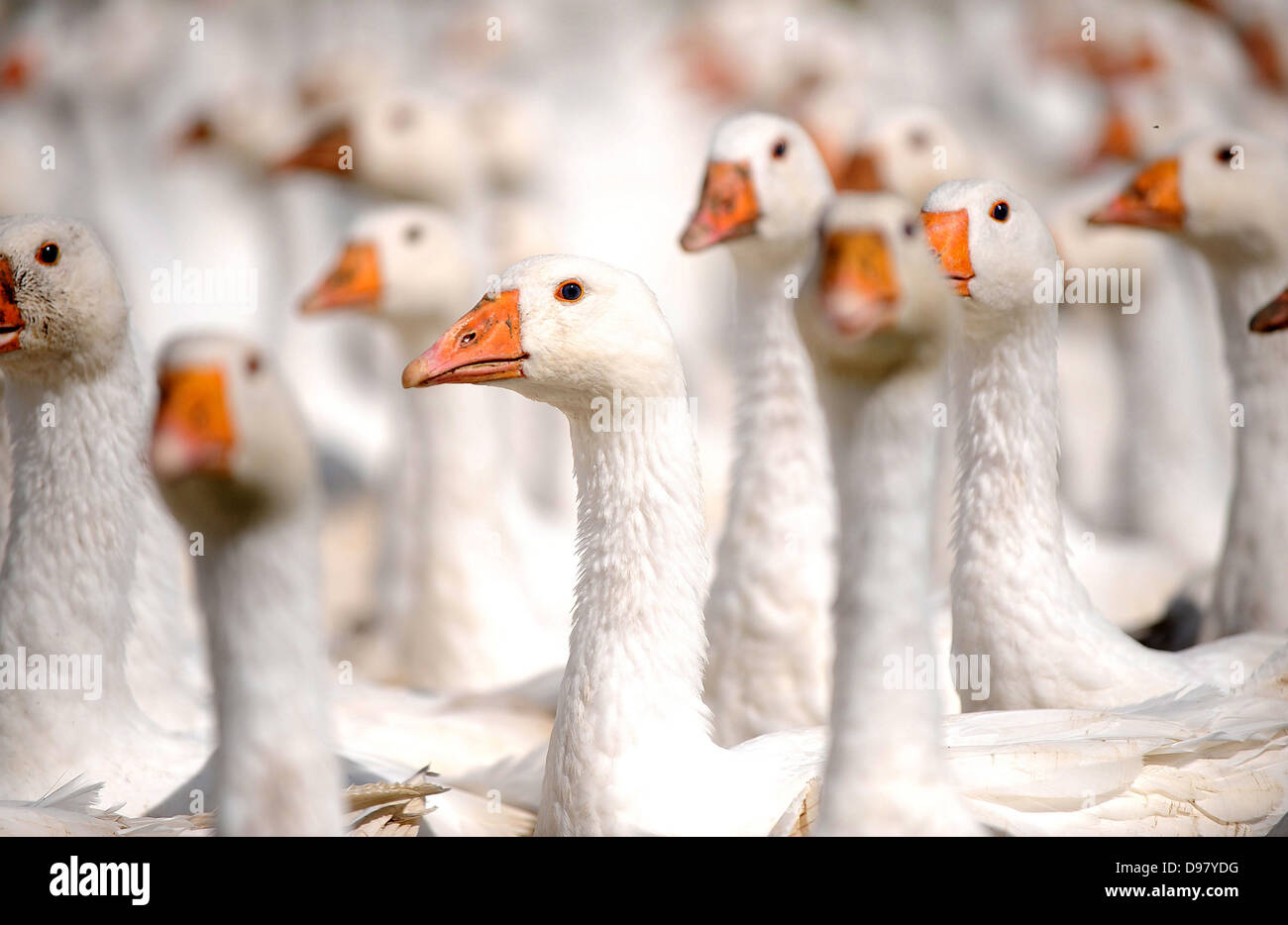Geese formation hi-res stock photography and images - Alamy
