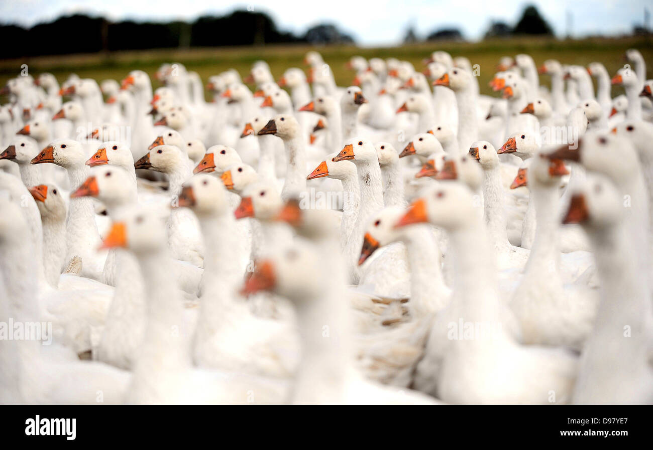 Suffolk geese hi-res stock photography and images - Alamy