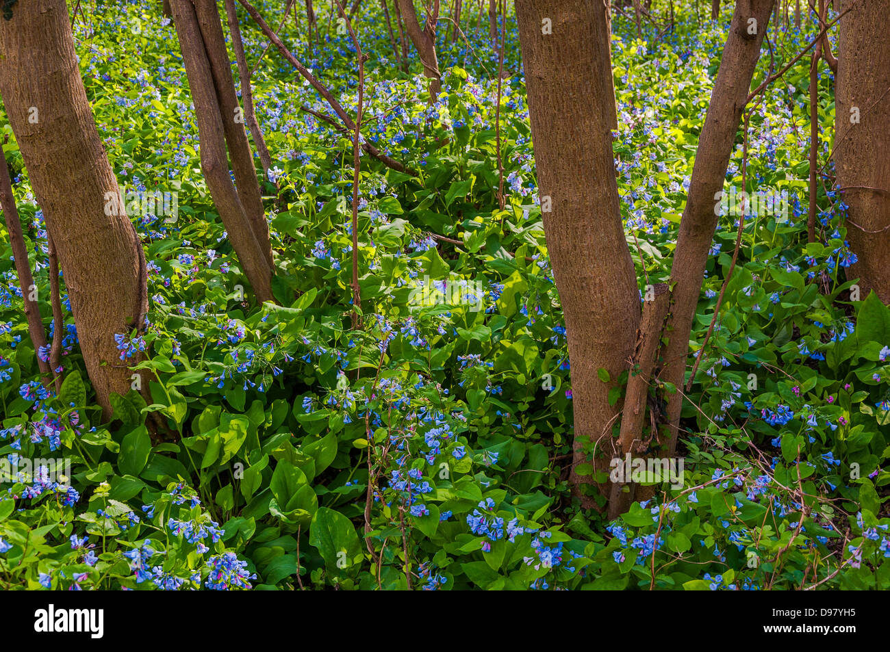 Virginia bluebells in Harper's Ferry, West Virginia Stock Photo - Alamy