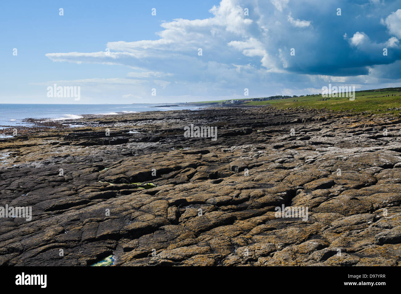 Cushat High Resolution Stock Photography and Images - Alamy