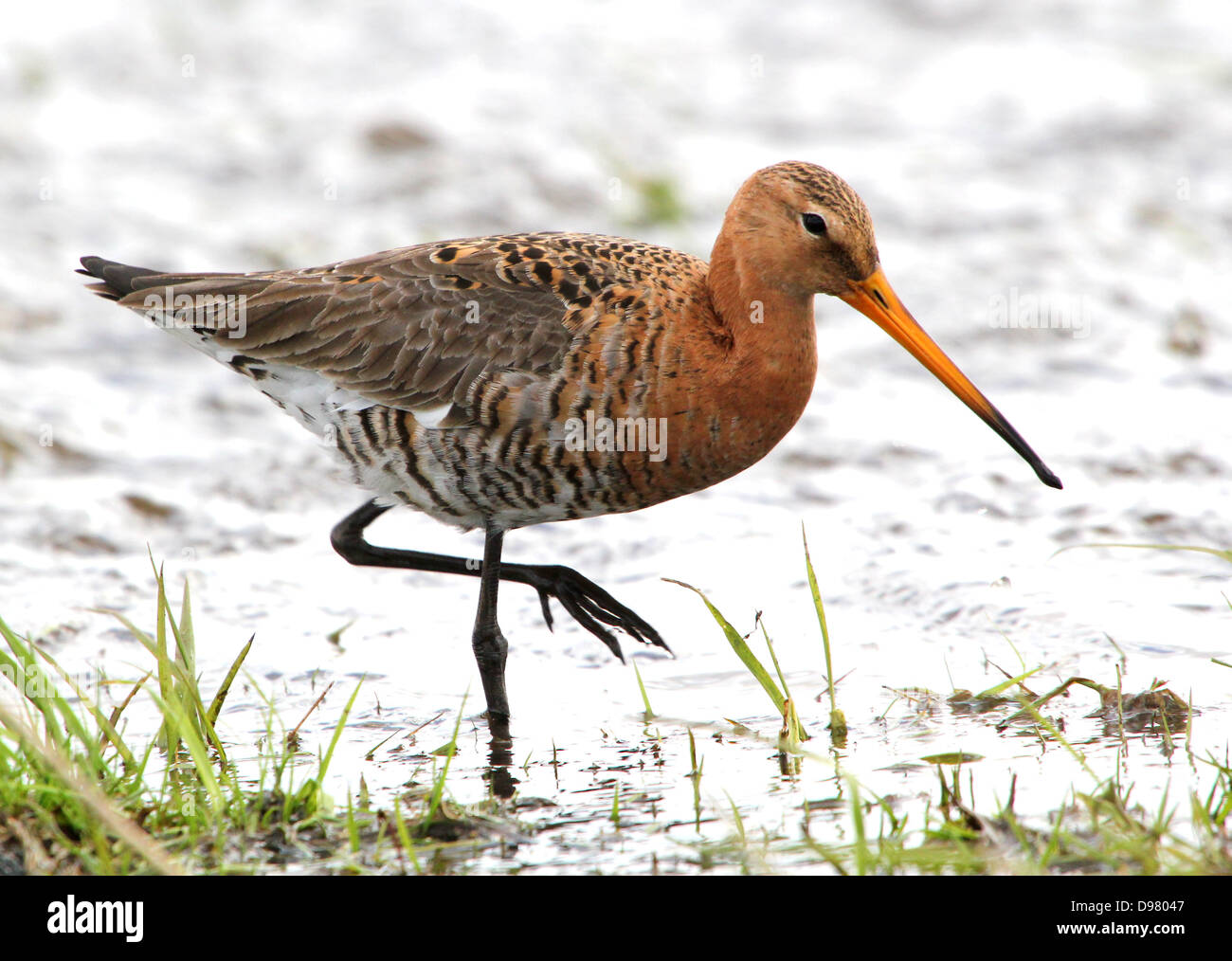 Black tailed Godwit (Limosa limosa) foraging in coastal wetlands in spring in the northern ...