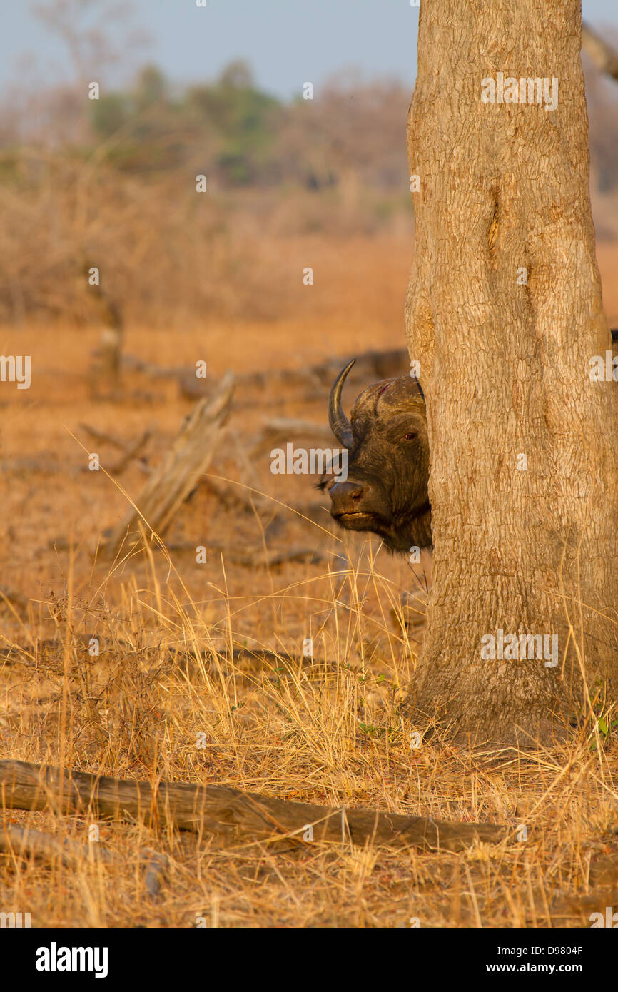 Peering around tree hi-res stock photography and images - Alamy