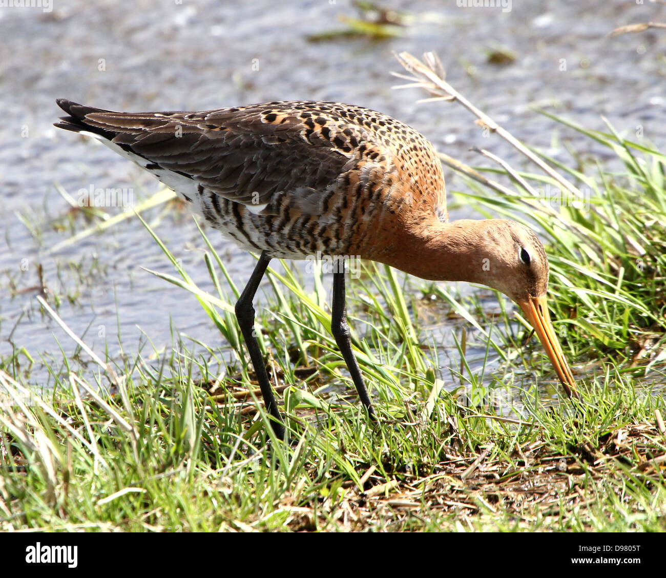 Black tailed Godwit (Limosa limosa) foraging in coastal wetlands in ...