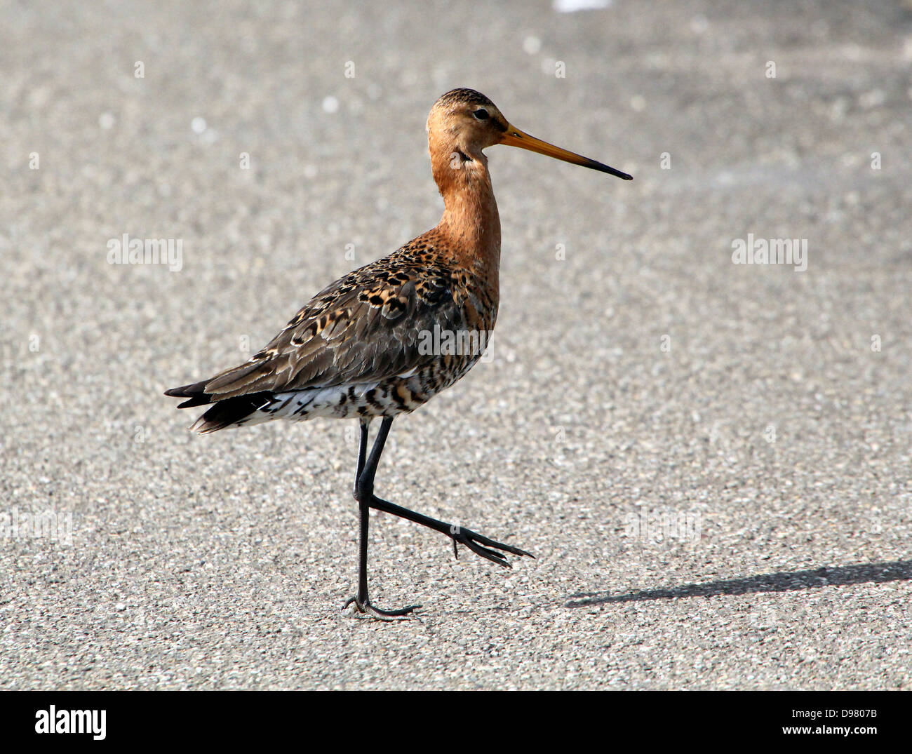 Very detailed close up of a Black-tailed Godwit (Limosa limosa ...
