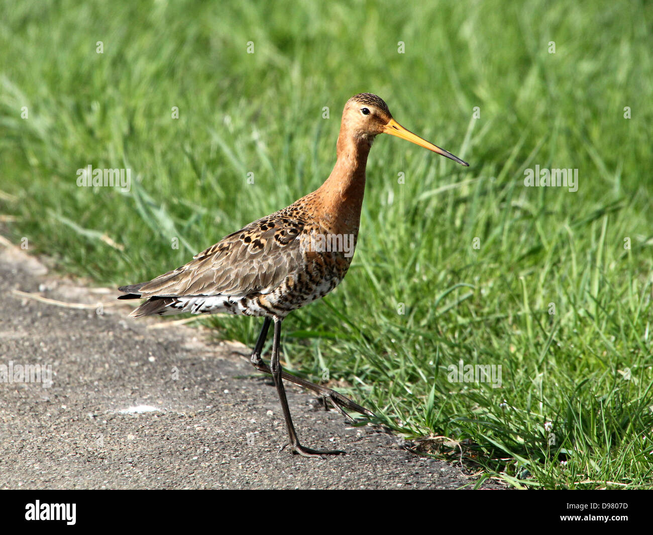 Very detailed close up of a Black-tailed Godwit (Limosa limosa ...