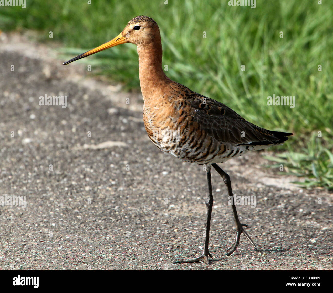Very detailed close up of a Black-tailed Godwit (Limosa limosa ...