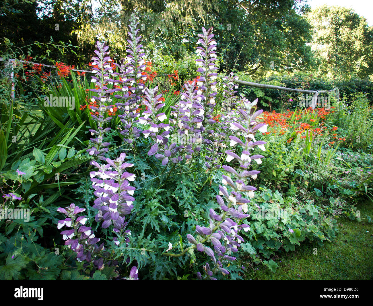 Acanthus Border High Resolution Stock Photography and Images - Alamy