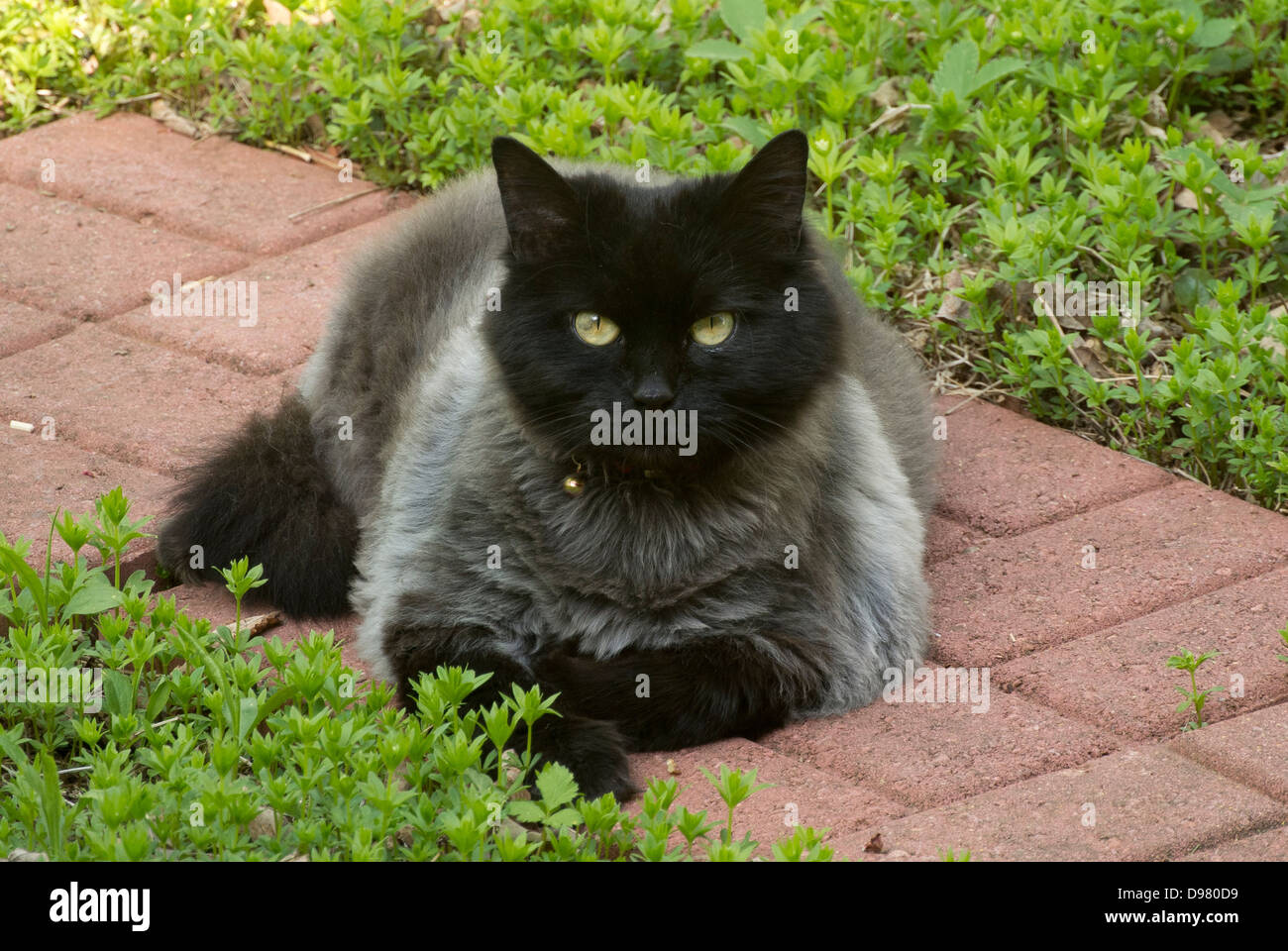 Unusual gray black animal hi-res stock photography and images - Alamy