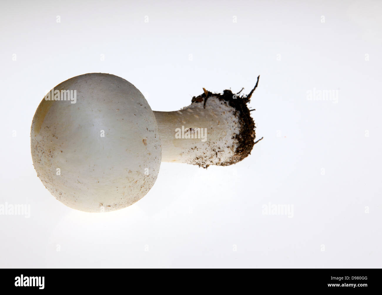 Champion mushroom hi-res stock photography and images - Alamy