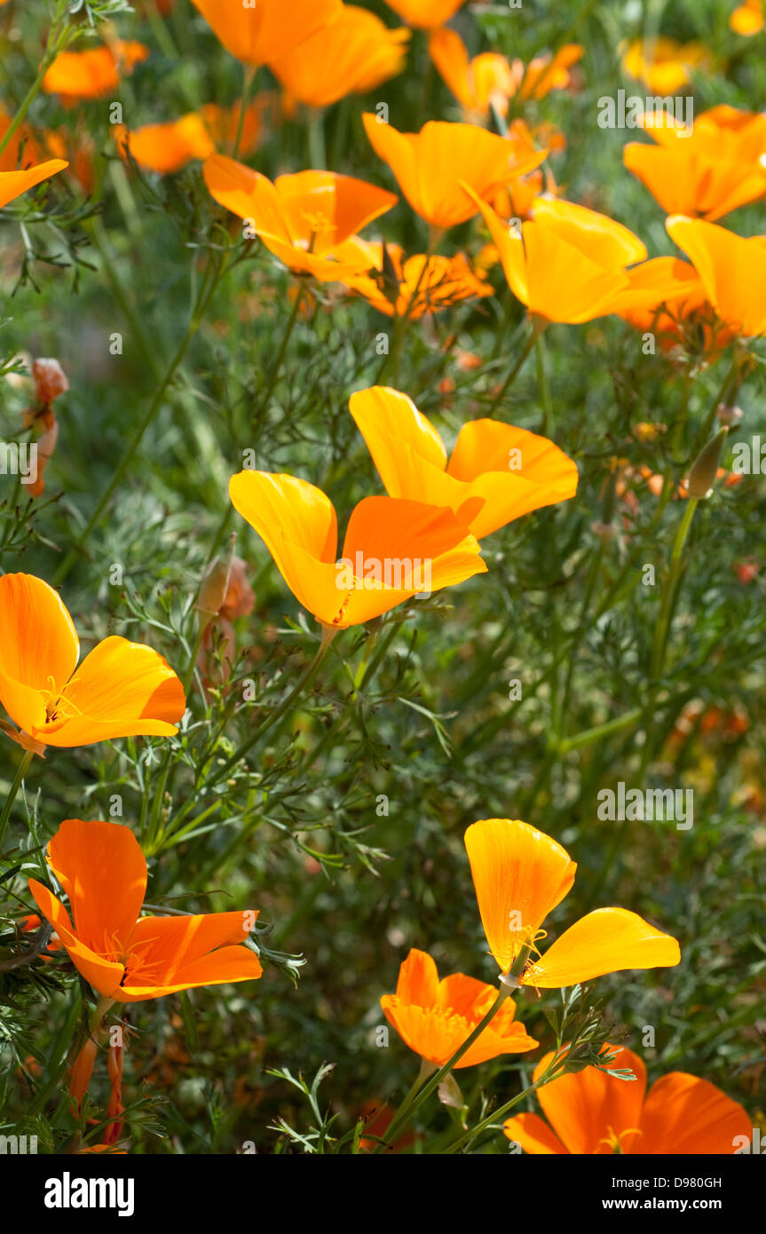 Golden poppy hi-res stock photography and images - Alamy