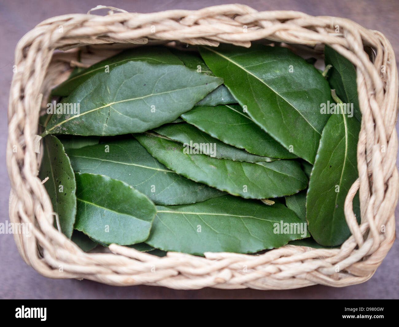 Freshly picked bay leaves drying in small basket Stock Photo - Alamy