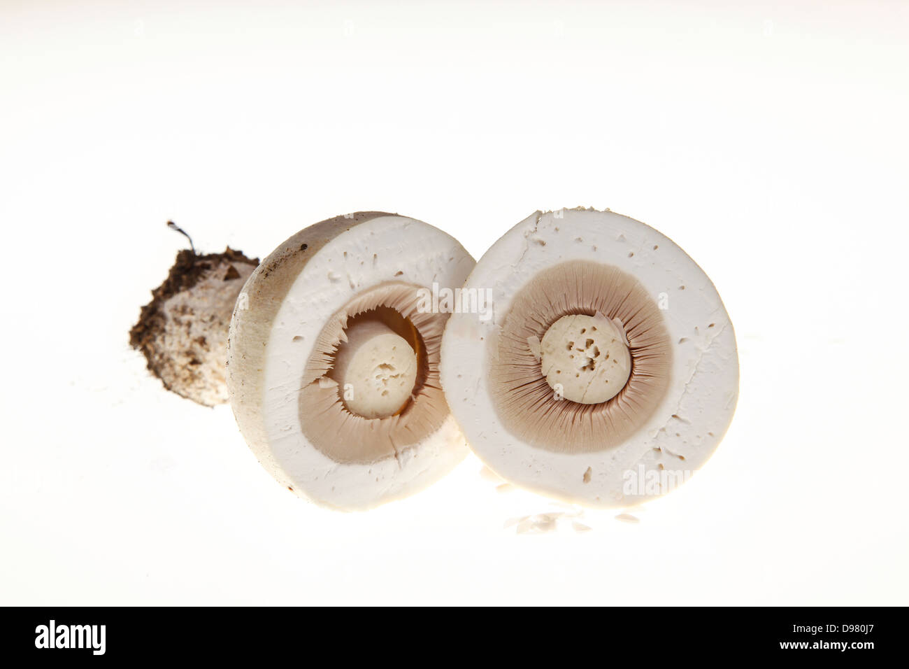 Champion mushroom hi-res stock photography and images - Alamy