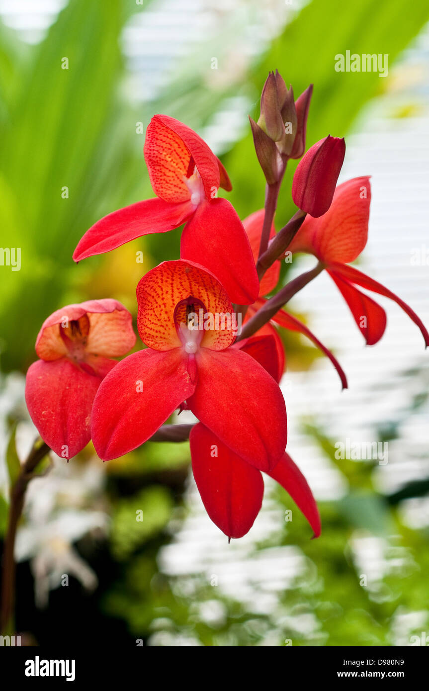 Disa flower hi-res stock photography and images - Alamy