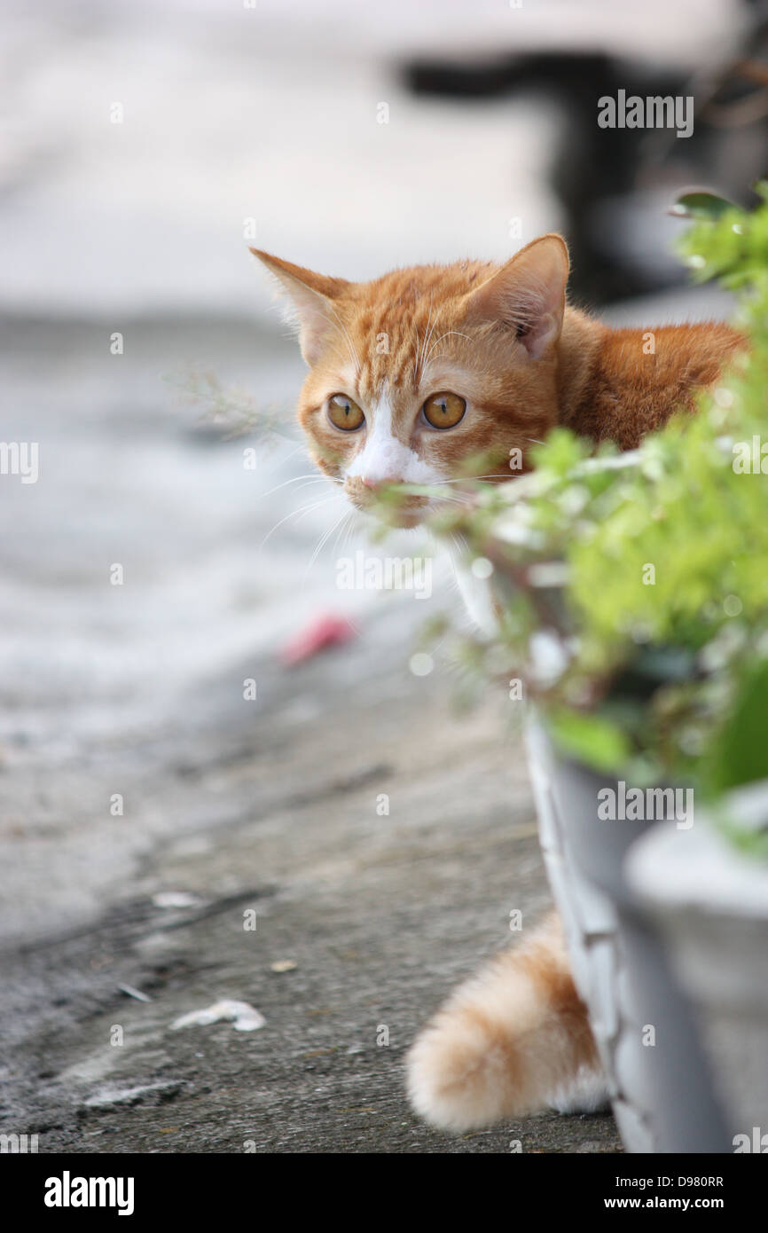 Cat peering hi-res stock photography and images - Alamy
