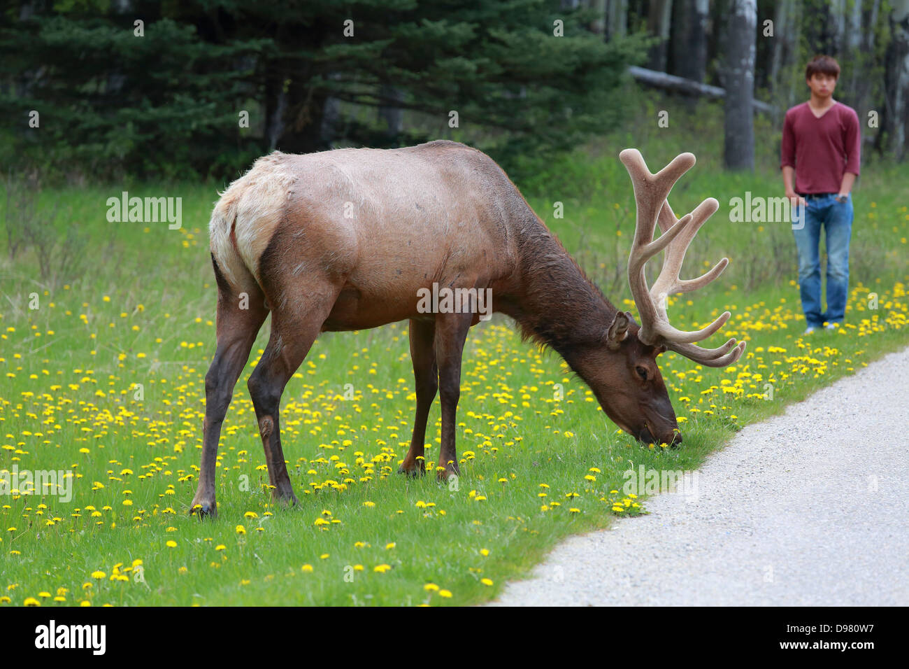 Elk and tourist meeting by the side of the road Stock Photo - Alamy
