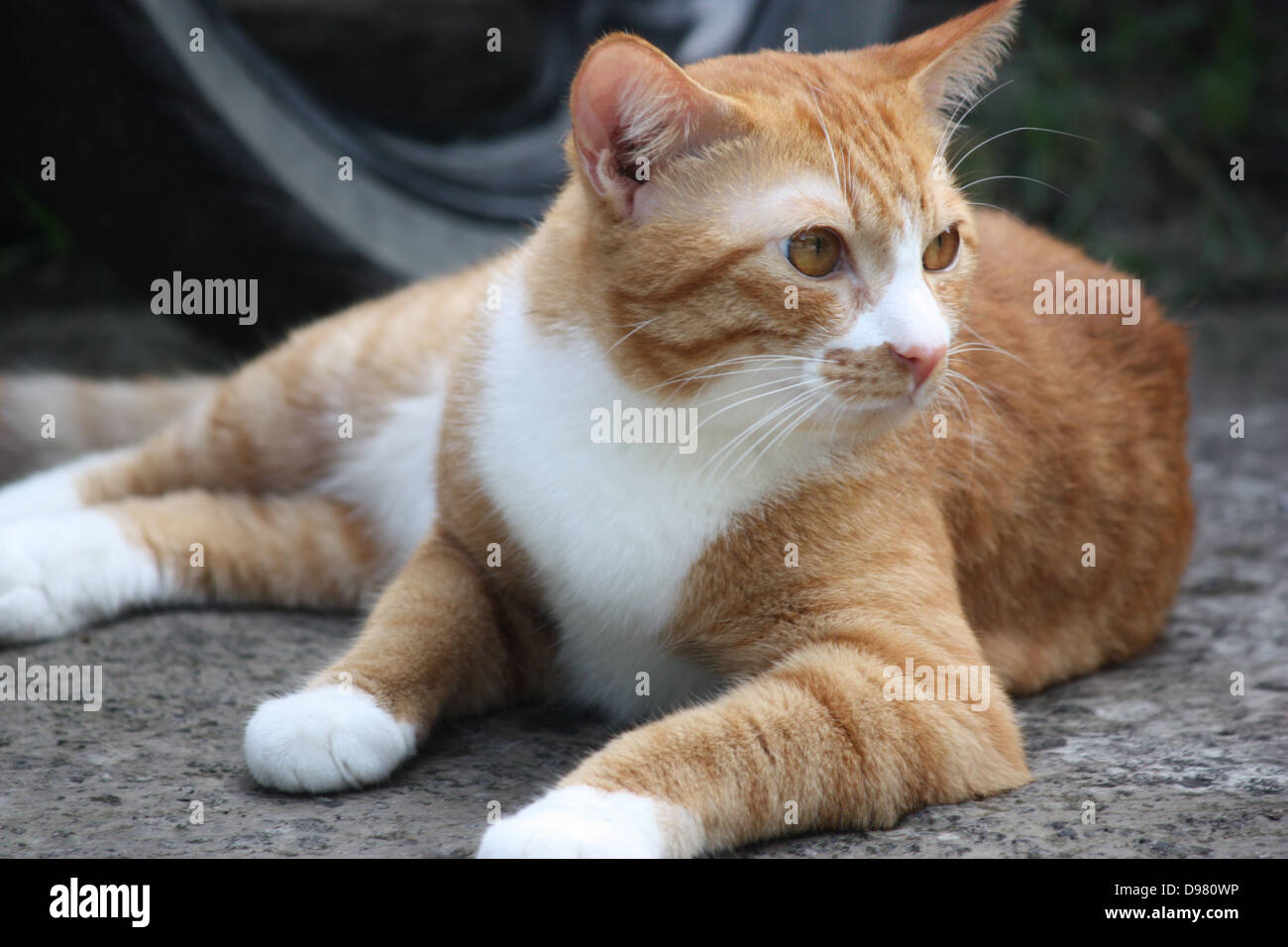 Relax animal hi-res stock photography and images - Alamy