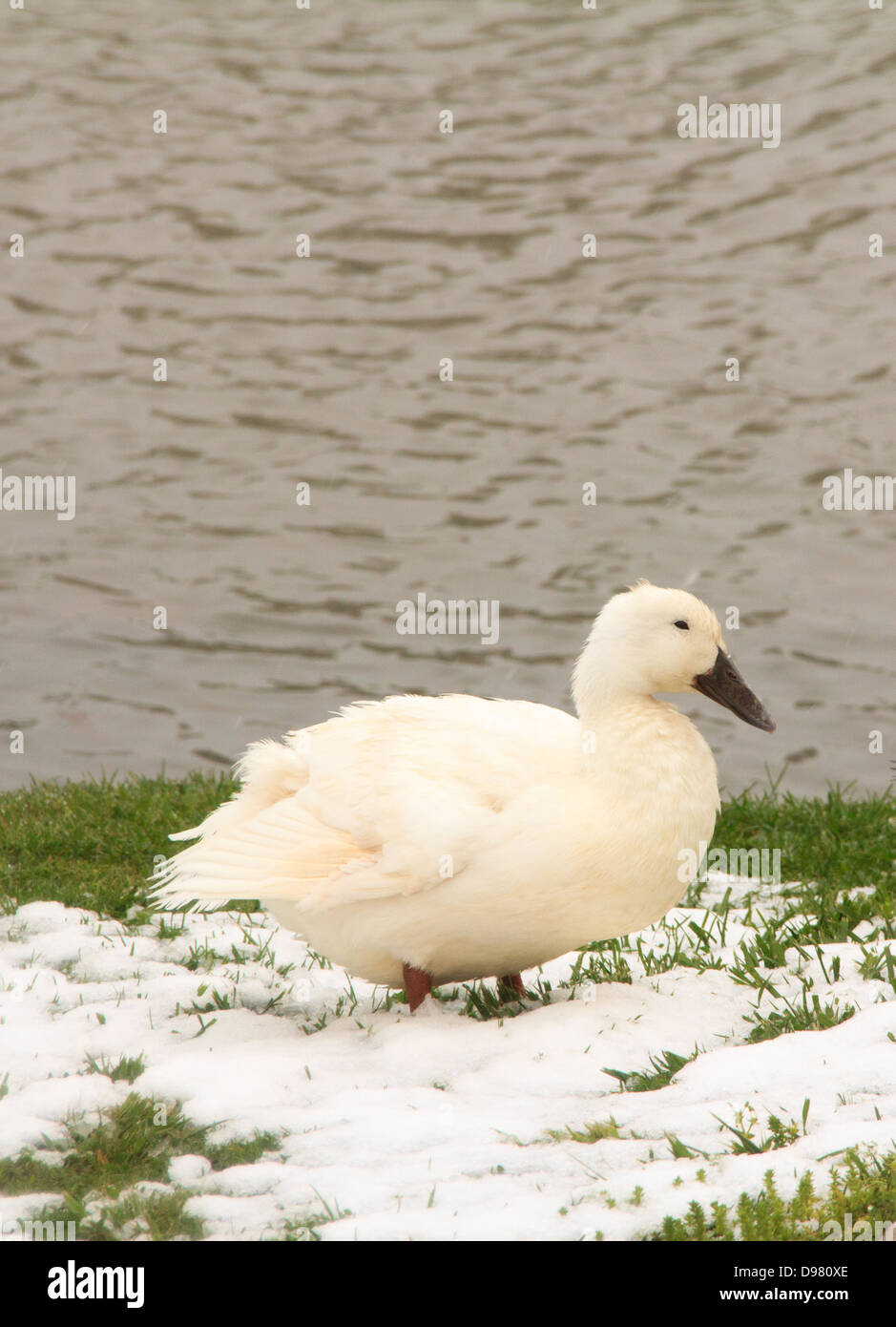 Duck standing in snow hi-res stock photography and images - Alamy