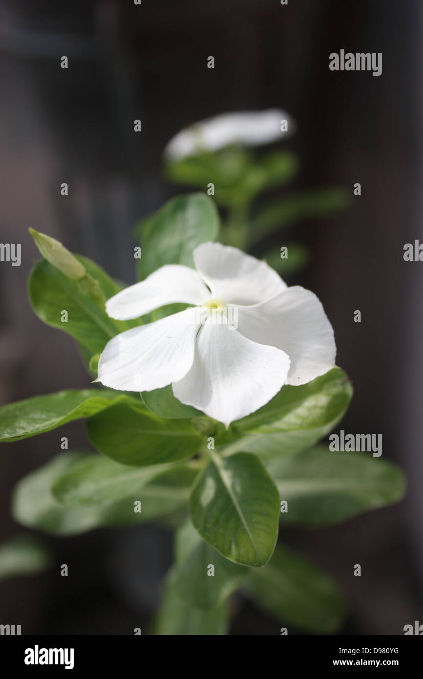 Fresh perspective hi-res stock photography and images - Alamy