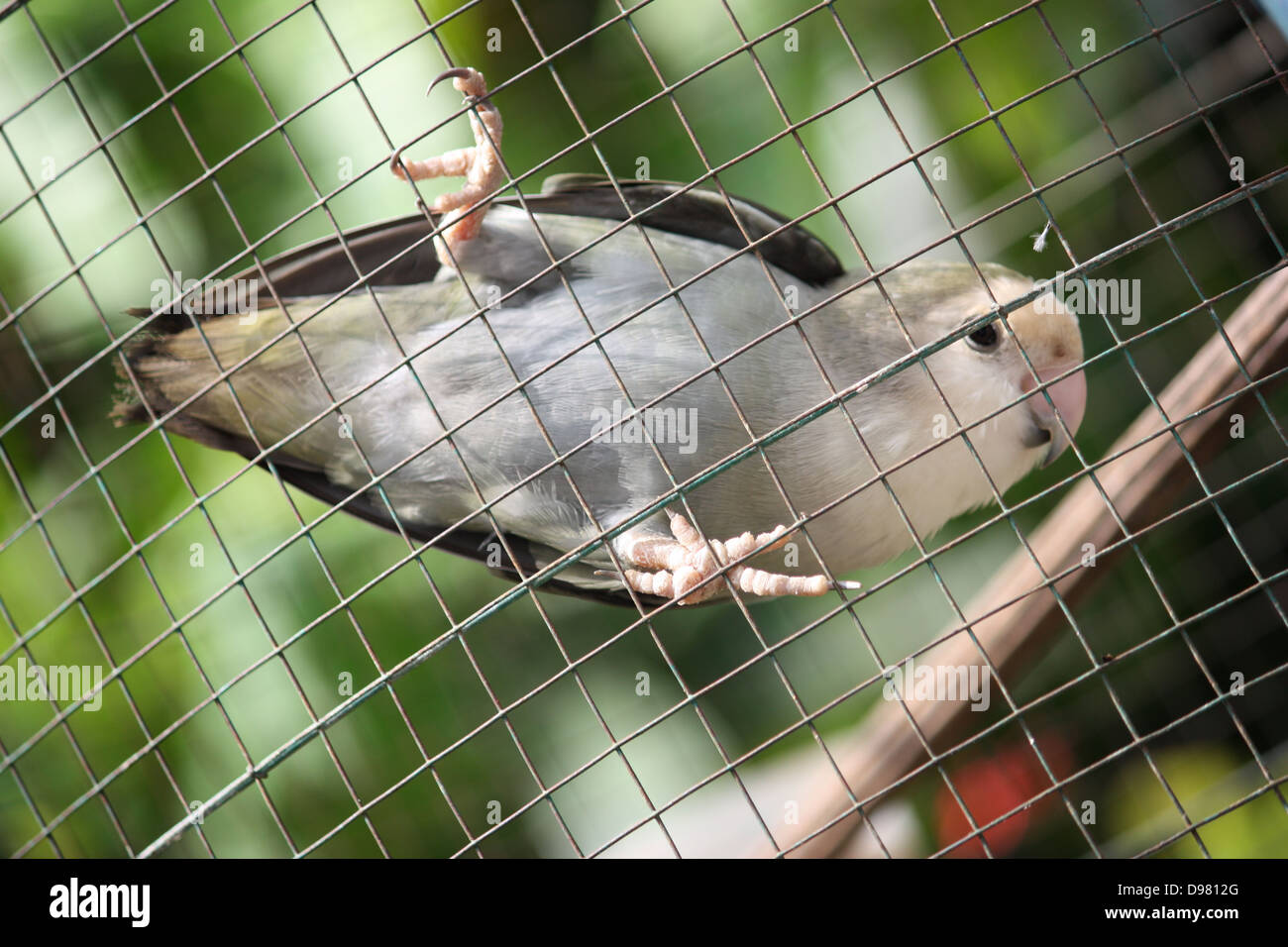 Twitter bird cage hi-res stock photography and images - Alamy