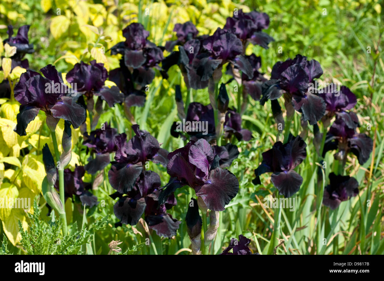 Black iris hi-res stock photography and images - Alamy