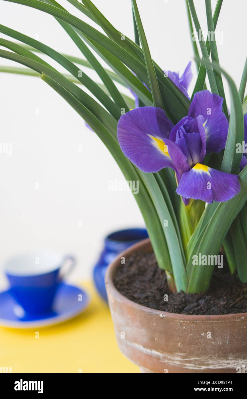 Portrait shot of purple Dutch Irises in a terracotta pot on a yellow ...