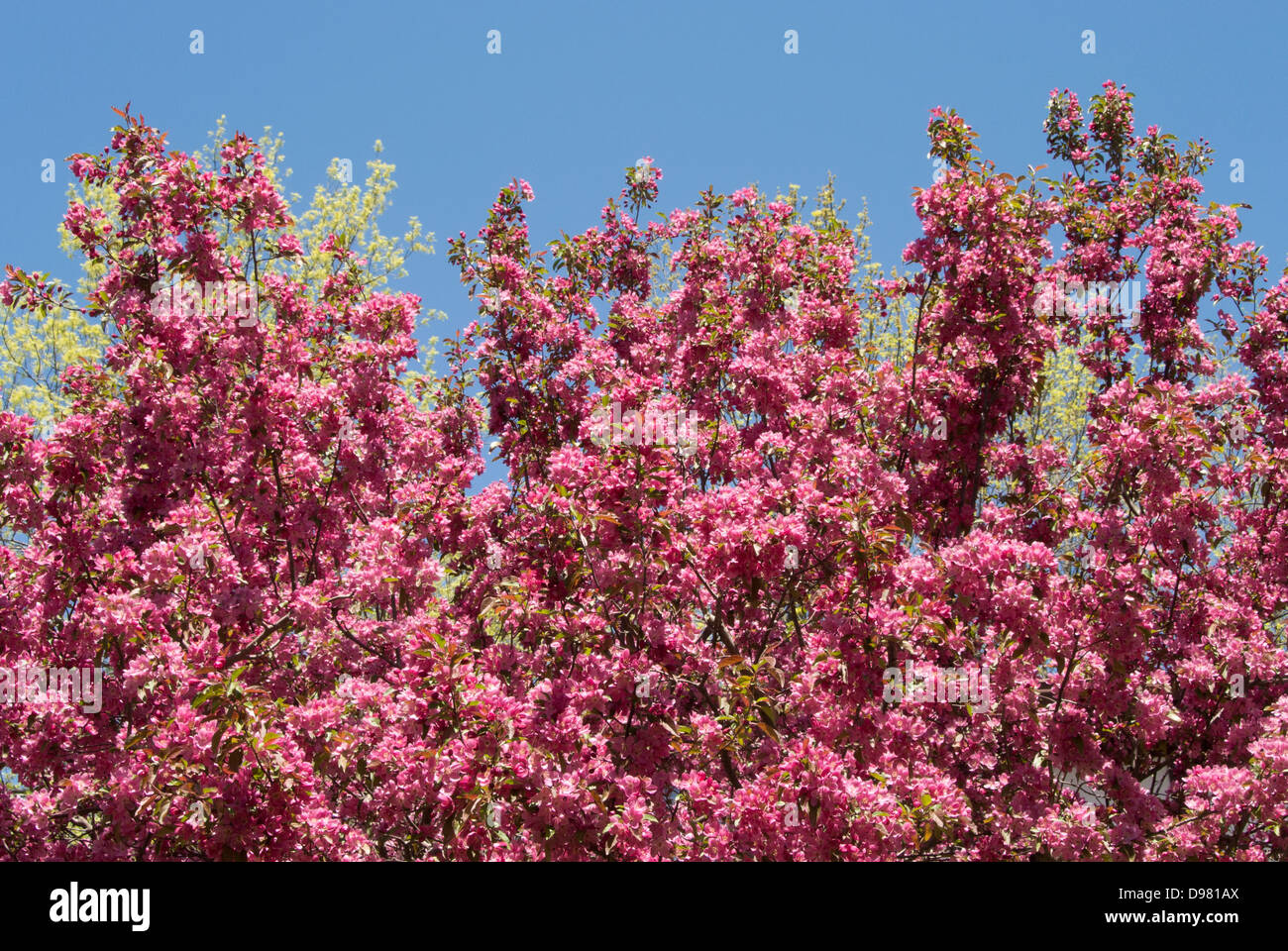 Crab apple tree in bloom Stock Photo - Alamy