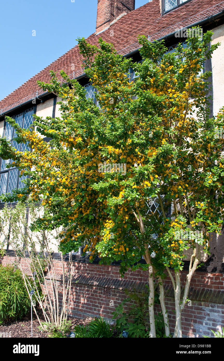 Azara serrata 'Andes Gold' Stock Photo - Alamy