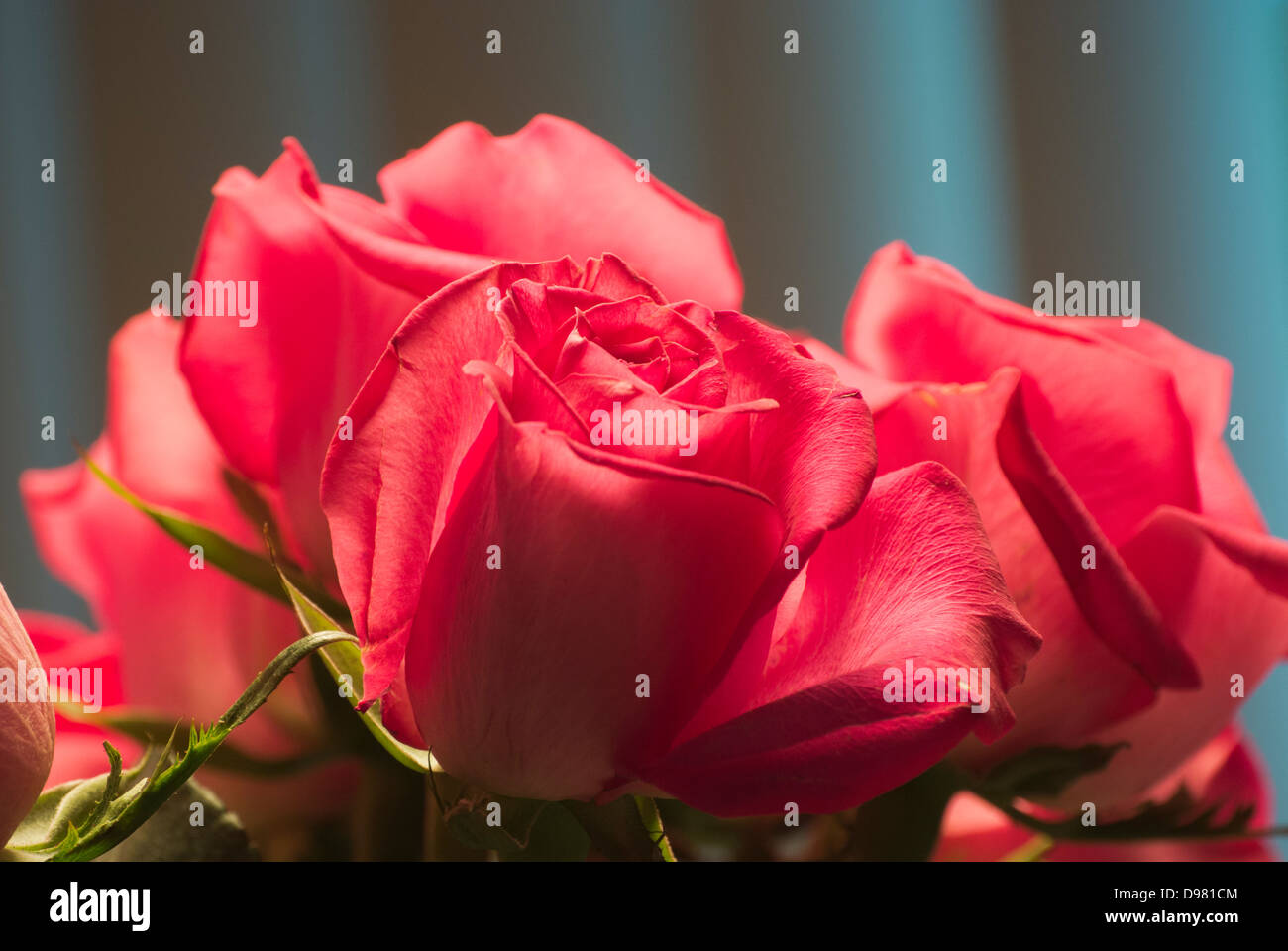 Dozen red roses bouquet hi-res stock photography and images - Alamy