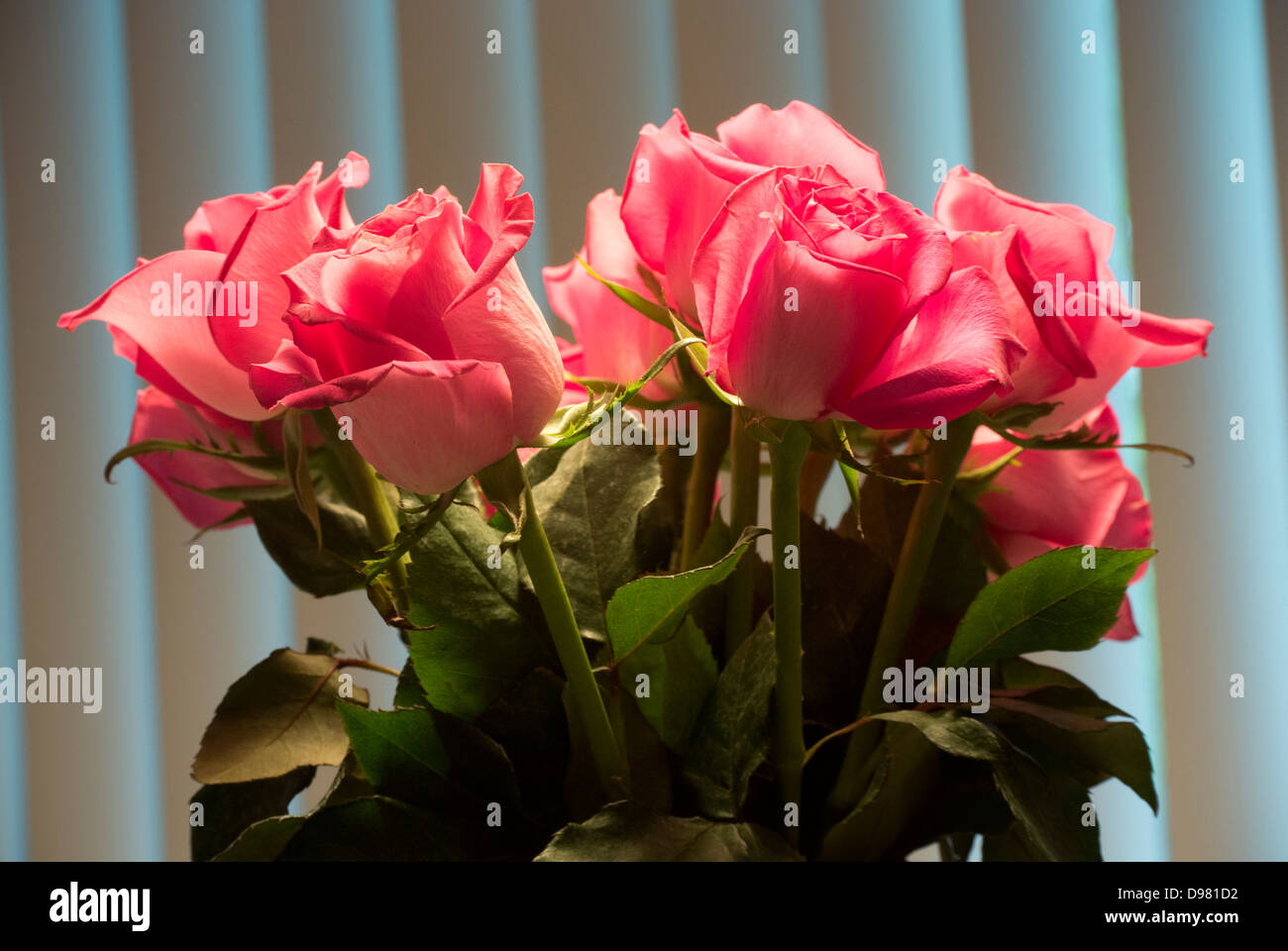 Dozen red roses bouquet hi-res stock photography and images - Alamy