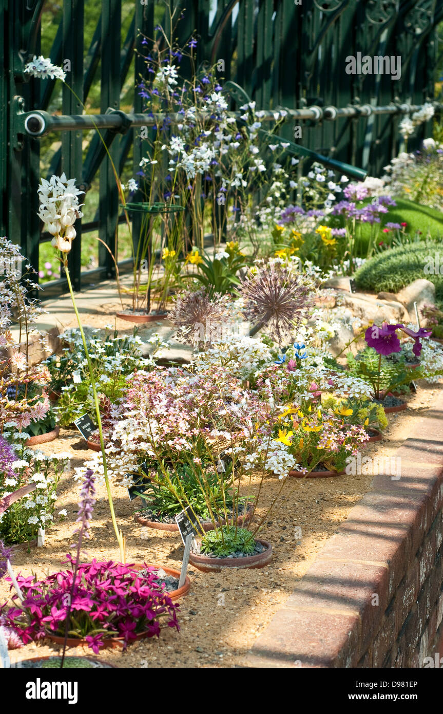Alpine flora in bloom hi-res stock photography and images - Alamy