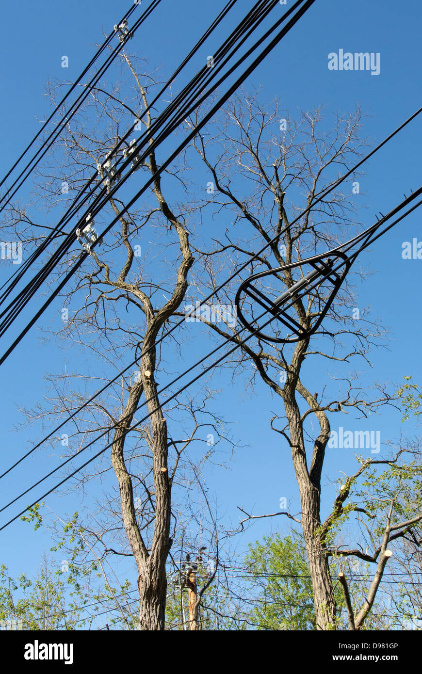 Power lines crossing trees Stock Photo - Alamy