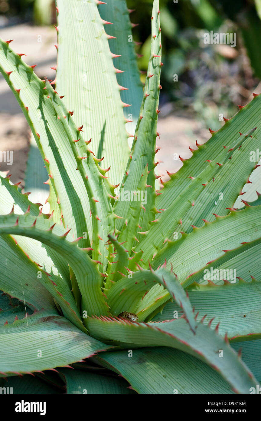Glauca plant hi-res stock photography and images - Alamy