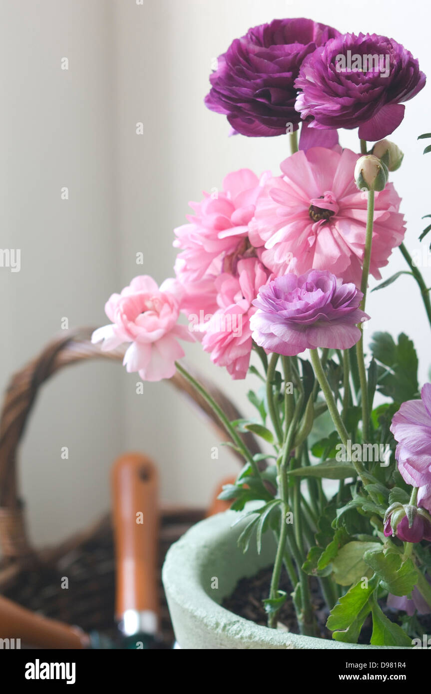 Portrait close-up shot of pink, light purple and dark purple Ranunculus ...